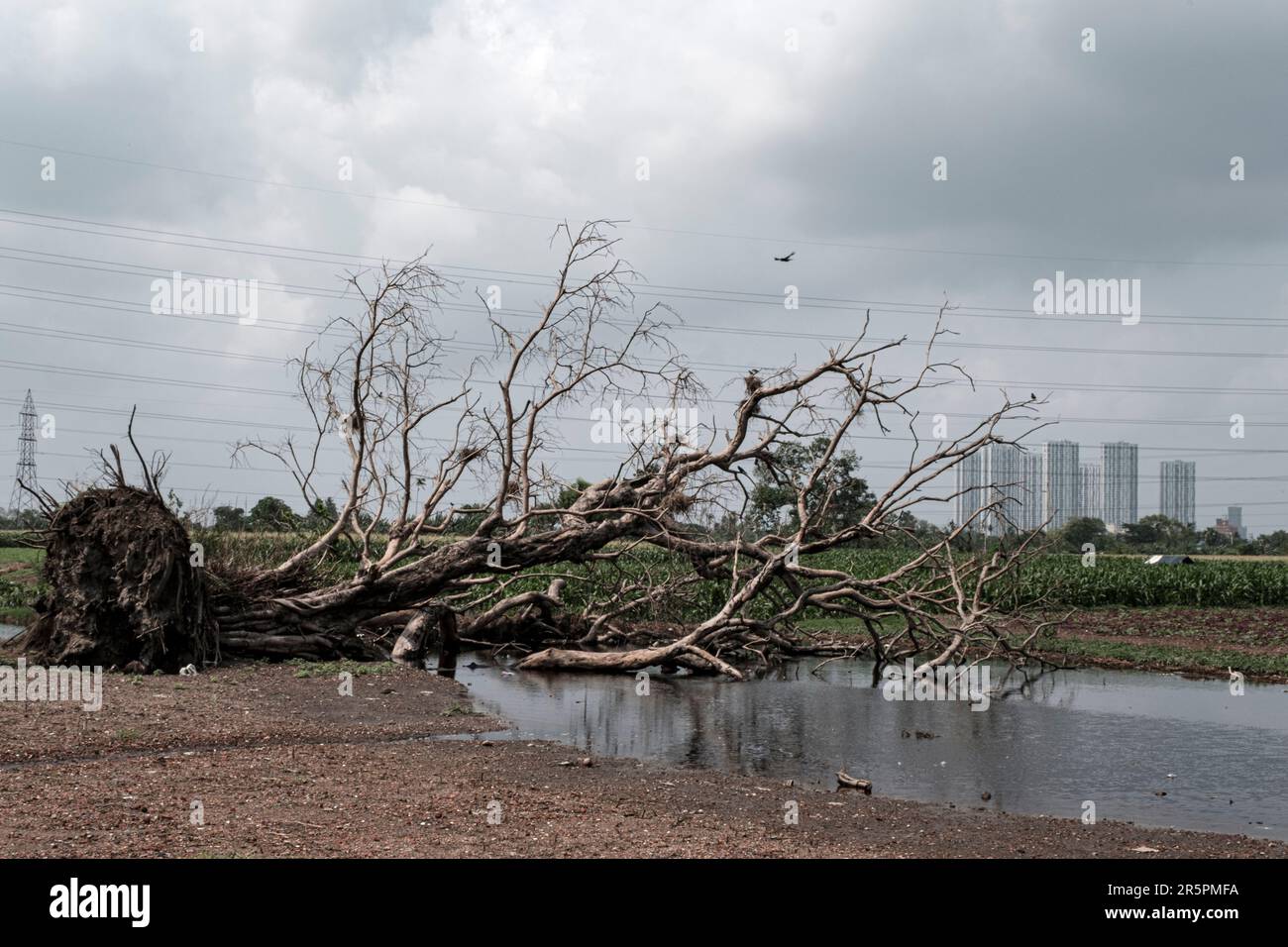 Repeated tree hi-res stock photography and images - Alamy