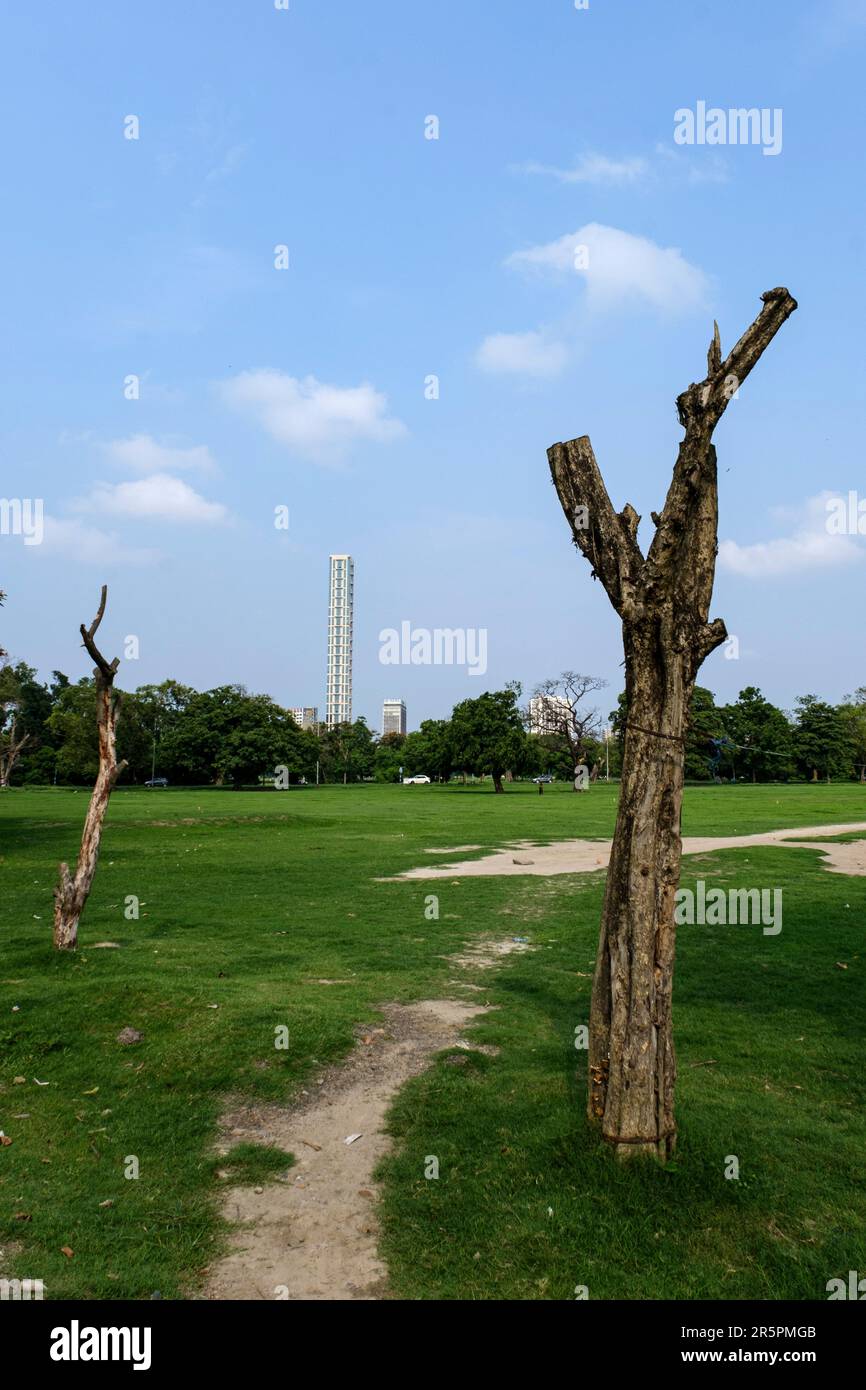 Two dead trees hi-res stock photography and images - Alamy