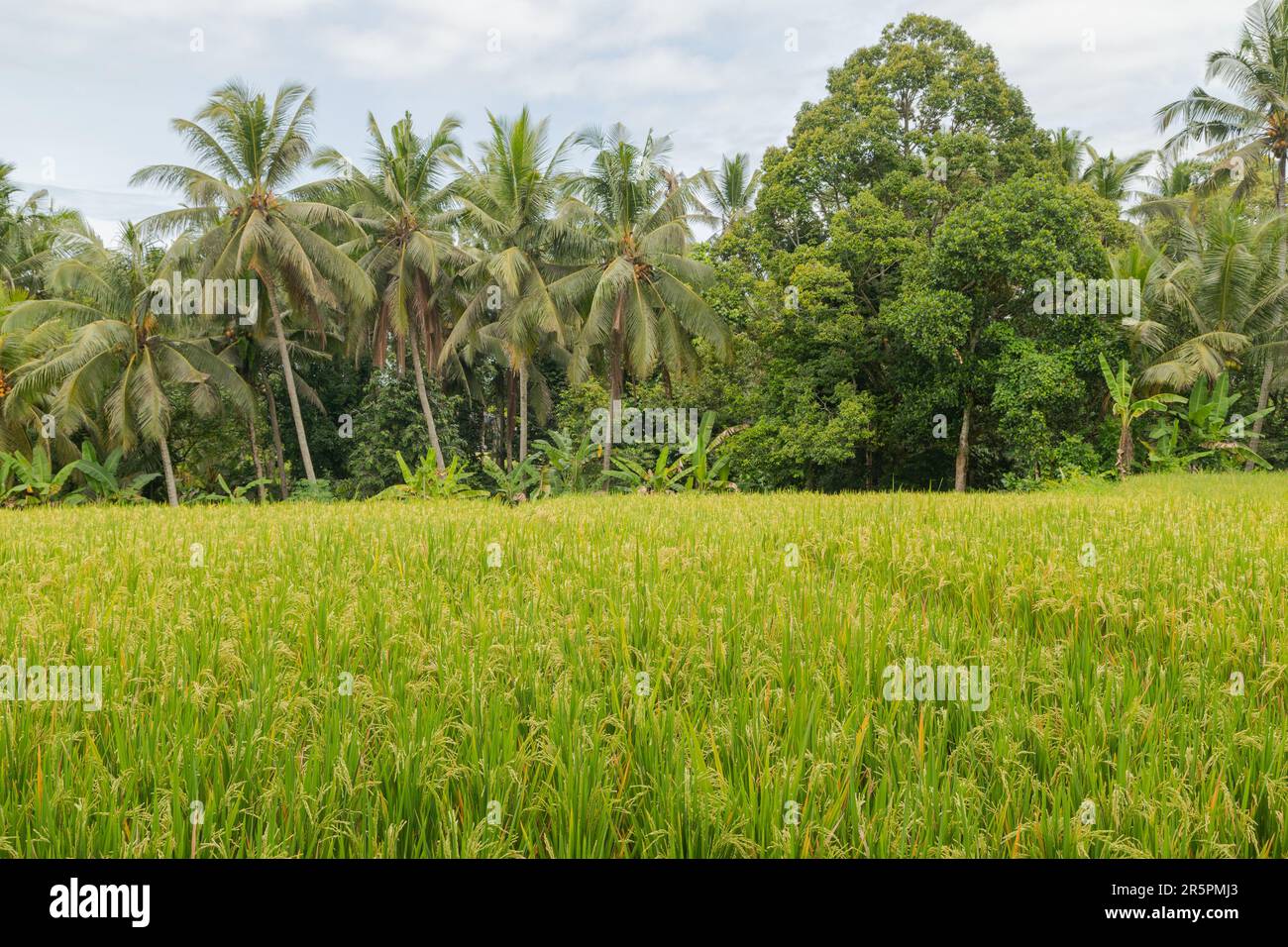 Rice fields in countryside, Ubud, Bali, Indonesia, green grass, large ...