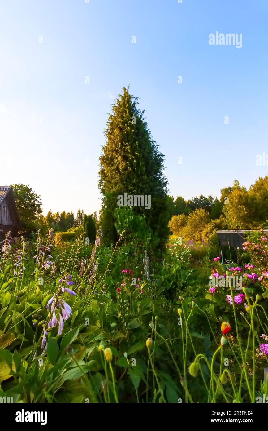 Latvian rural landscape. Summer nature in the countryside Stock Photo ...