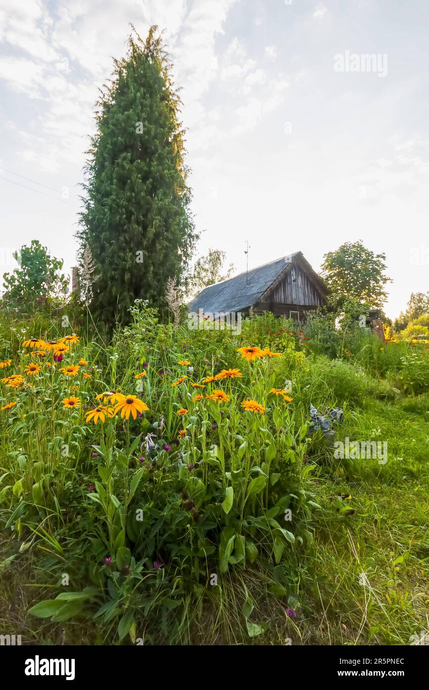 Latvian rural landscape. Summer nature in the countryside Stock Photo ...