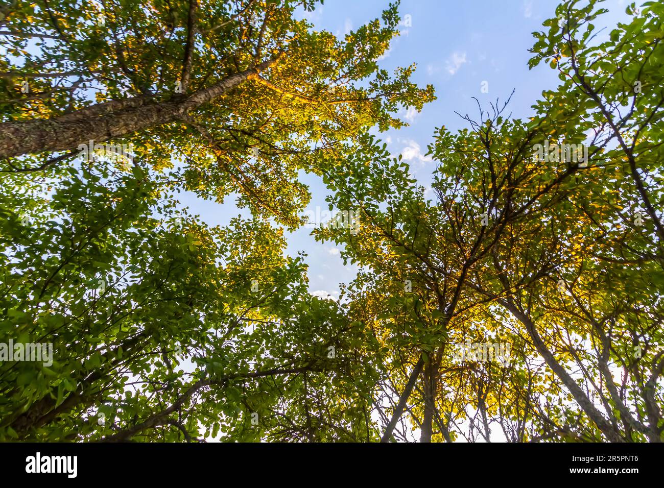 Lush green tree tops hi-res stock photography and images - Alamy