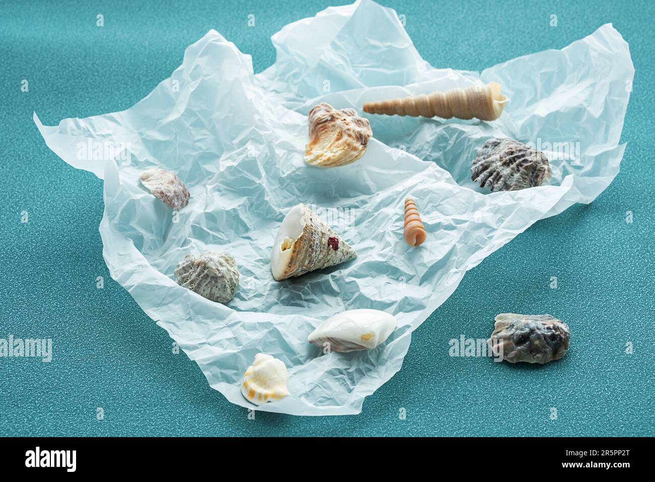 Collecting sea shells hi-res stock photography and images - Alamy
