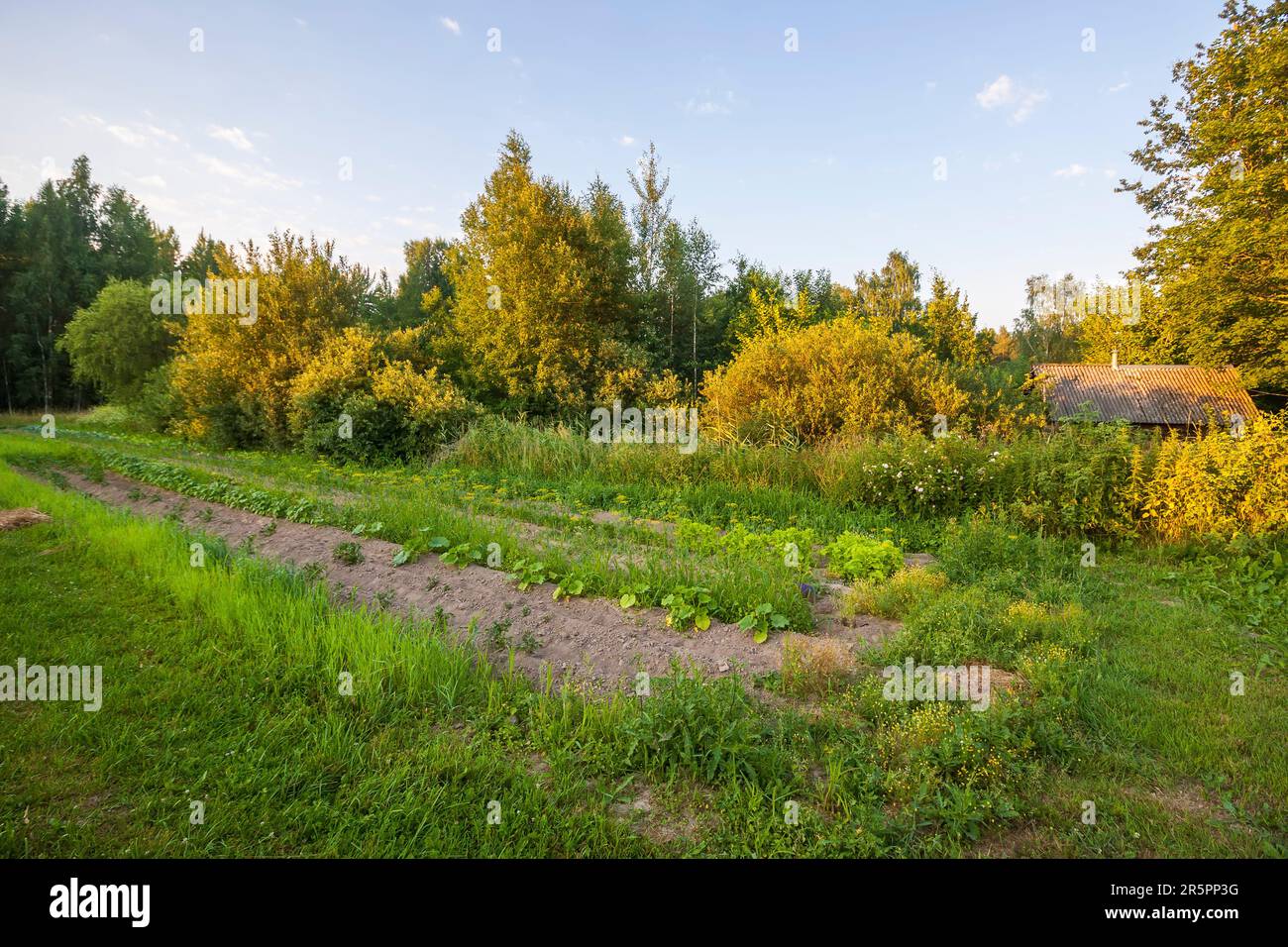Latvian rural landscape. Summer nature in the countryside Stock Photo ...