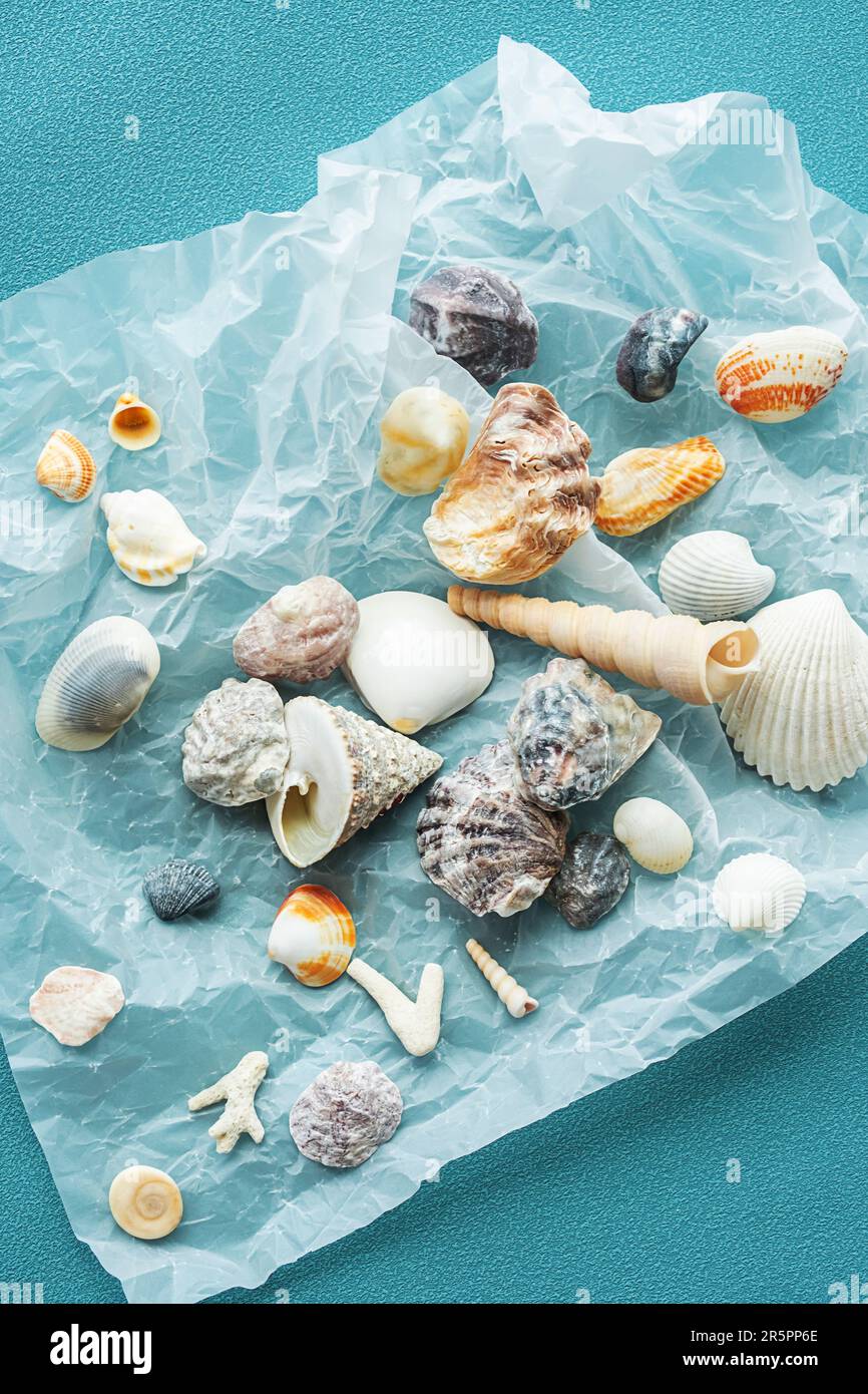 Variety seashells. Collecting sea shells Stock Photo - Alamy