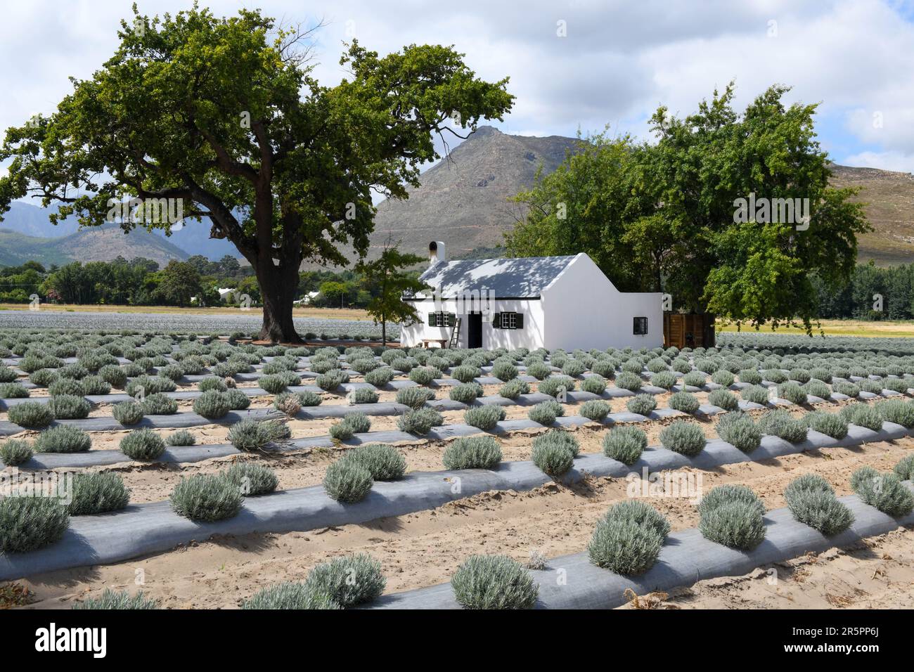 Lavanda field at Franschhoek on South Africa Stock Photo - Alamy