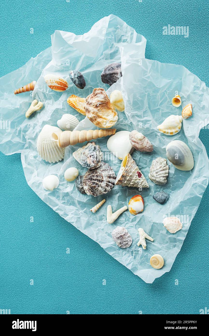 Variety seashells. Collecting sea shells Stock Photo - Alamy