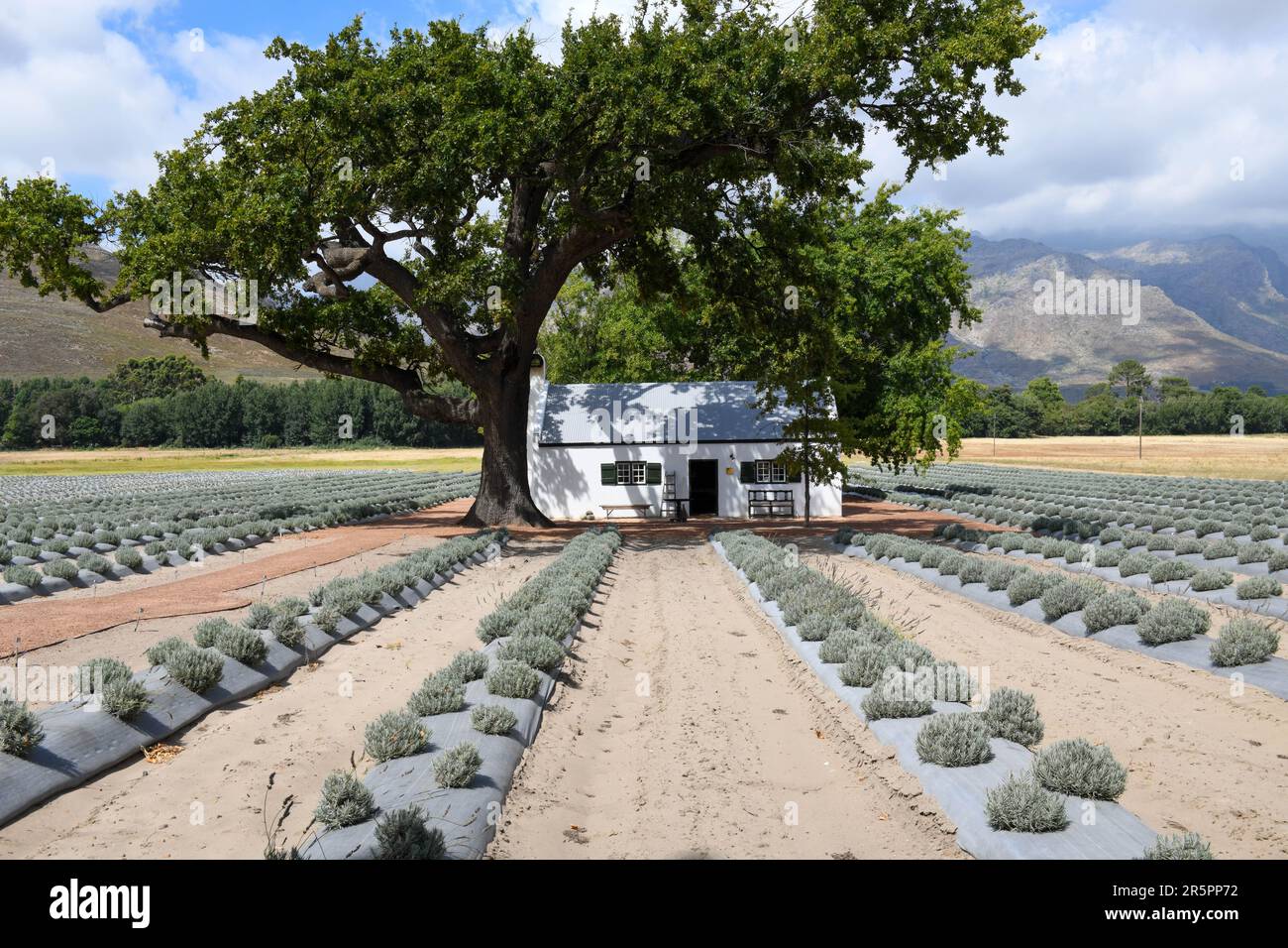 Lavanda field at Franschhoek on South Africa Stock Photo - Alamy