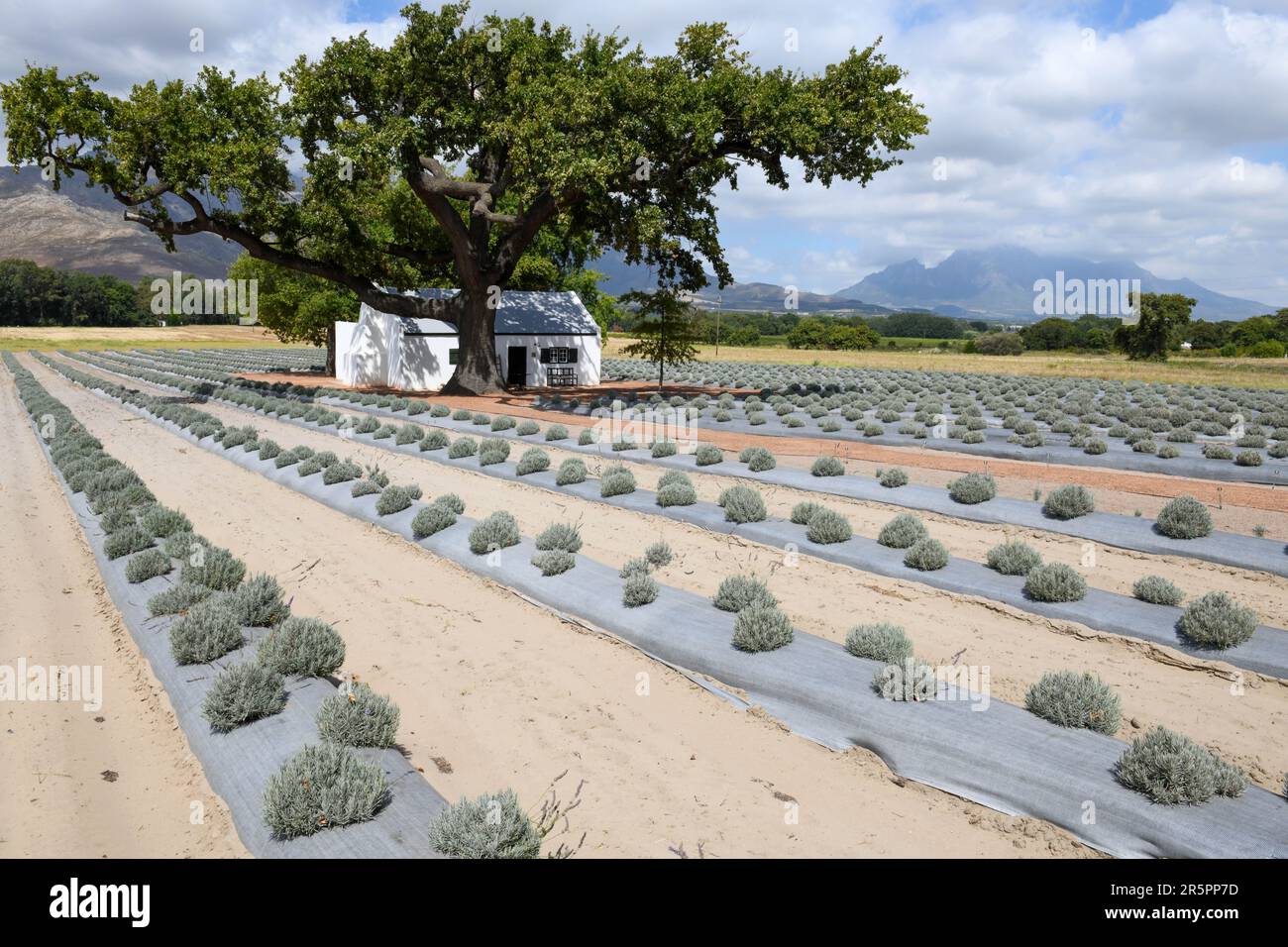 Lavanda field at Franschhoek on South Africa Stock Photo - Alamy