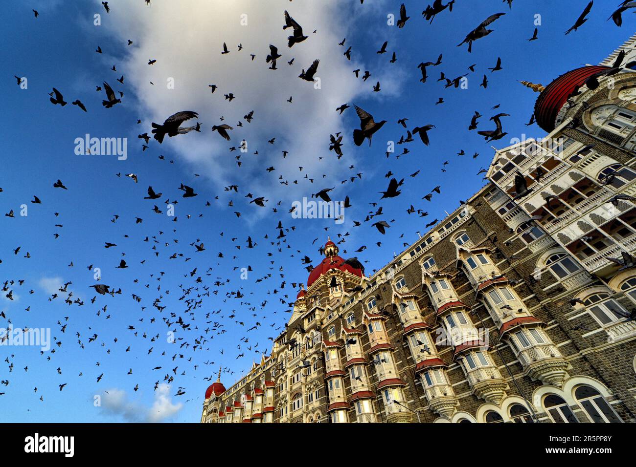 Huge number of Pigeon birds seen flying infront of the famous Taj mahal ...