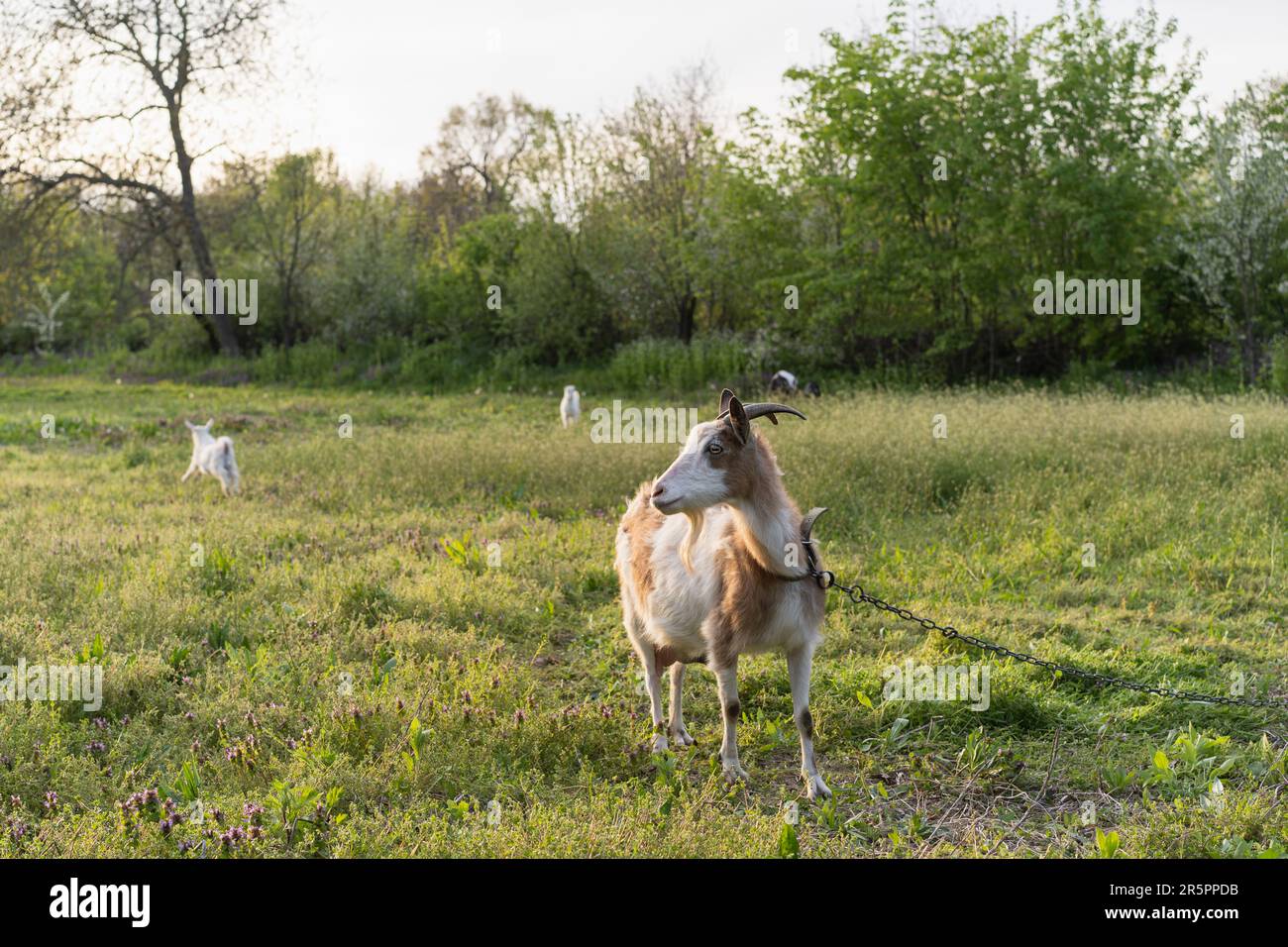Goats grazing in a grass field, on a farm animal sanctuary Stock Photo ...