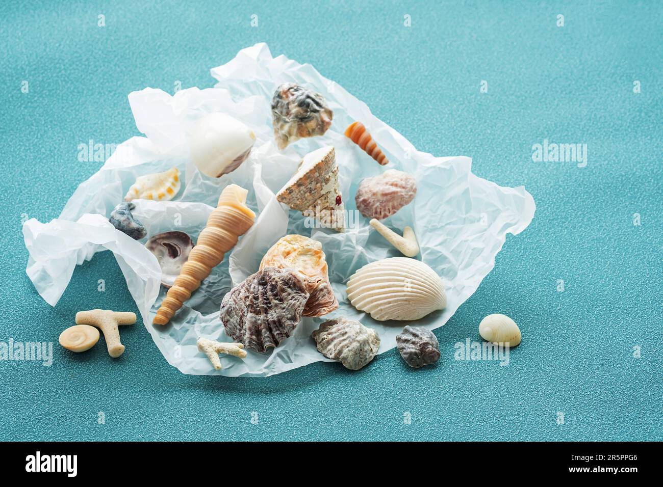 Collecting coral hi-res stock photography and images - Alamy