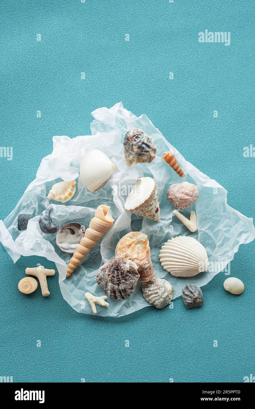 Variety seashells. Collecting sea shells Stock Photo - Alamy