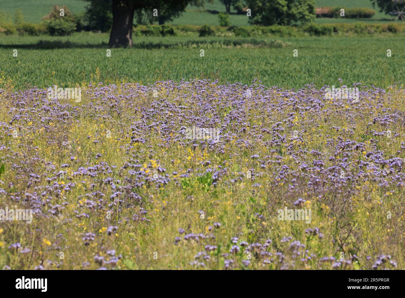 4th June 2023 Wild flower field margin in Lincolnshire Stock Photo - Alamy