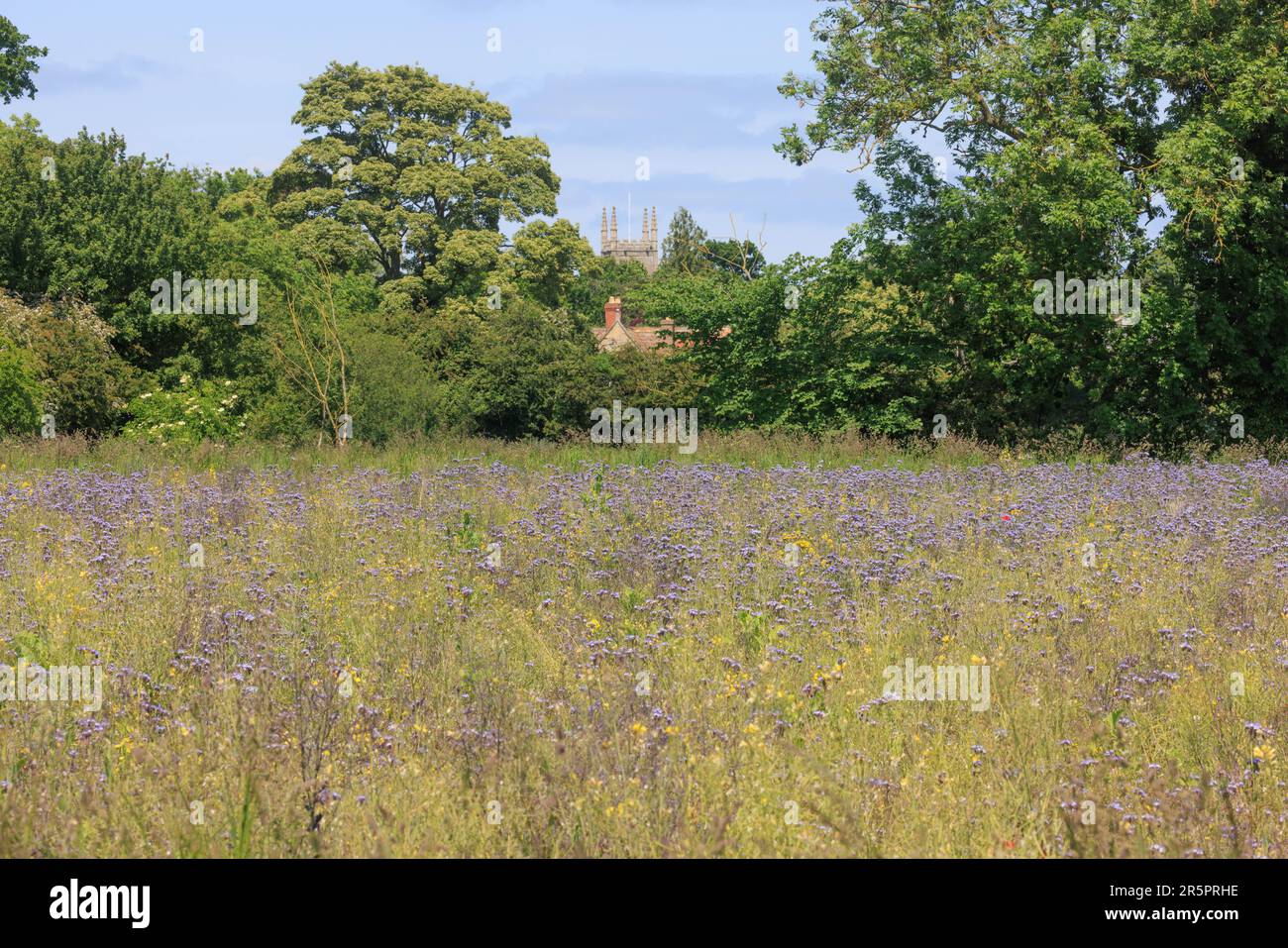 4th June 2023 Wild flower field margin in Lincolnshire Stock Photo - Alamy