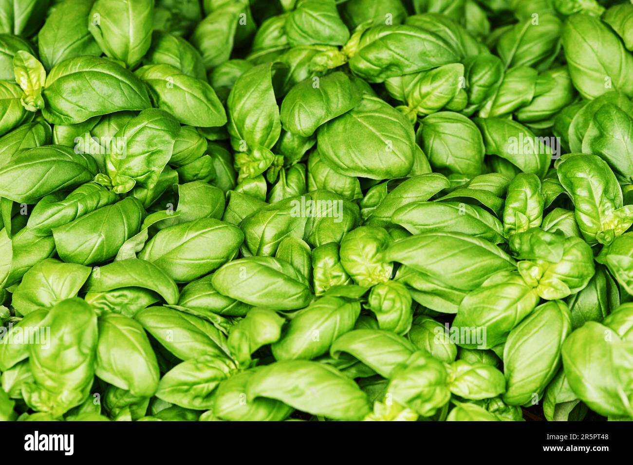 Top view young basil hi-res stock photography and images - Alamy