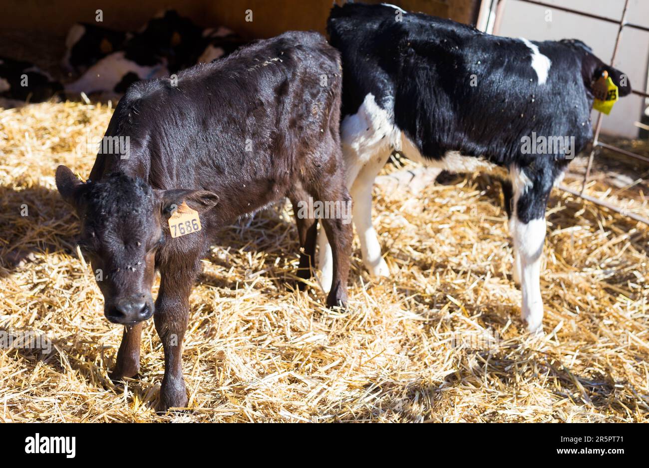 Newborn calves in livestock stall on cow farm Stock Photo - Alamy
