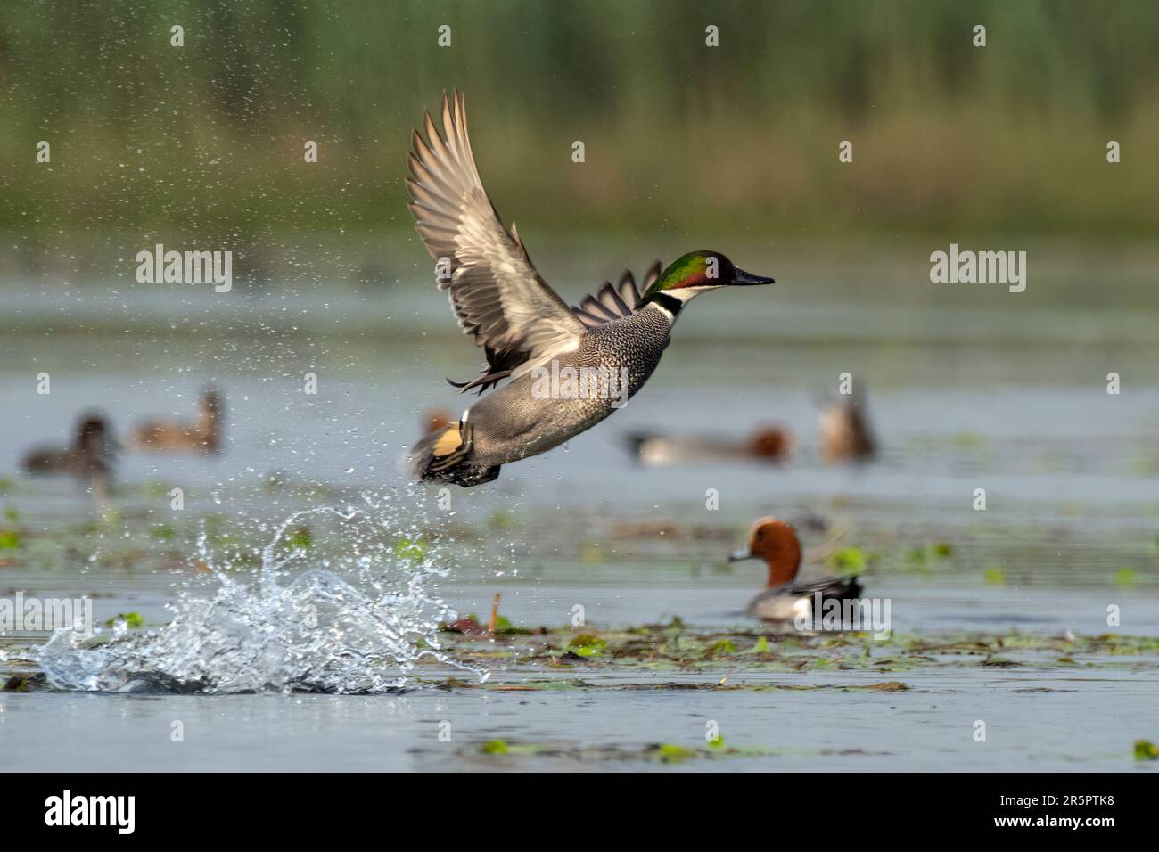 Falcated duck or falcated teal (Mareca falcata) observed in Gajoldaba ...