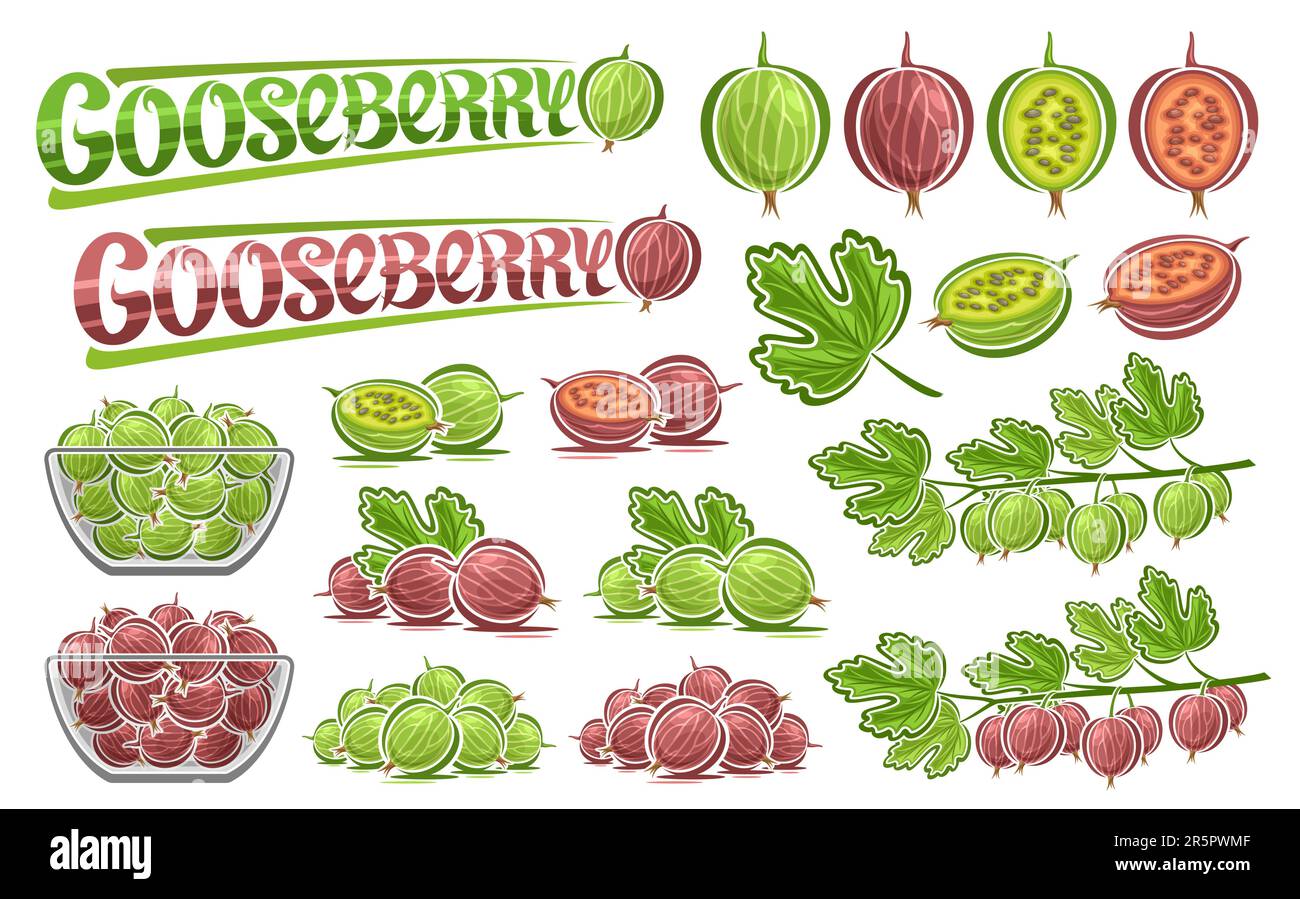 Vector Gooseberry Set, lot collection of cut out illustrations still ...