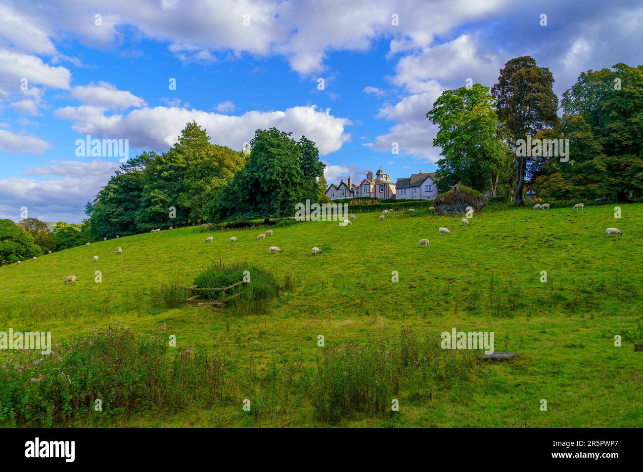 View of field, sheep, and houses in Portinscale, the Lake District ...