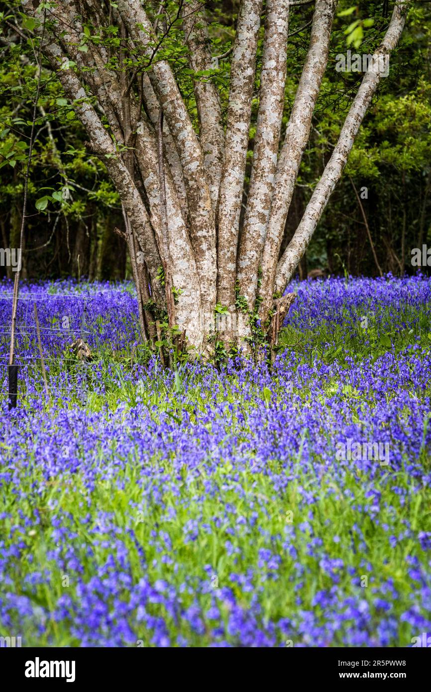 A field of Common English Bluebells Hyacinthoides non-script in the ...