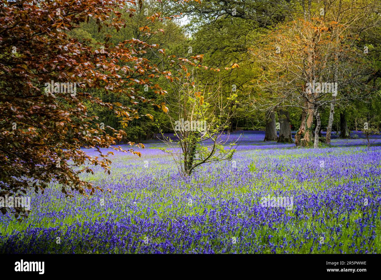 A field of Common English Bluebells Hyacinthoides non-scripta in the ...