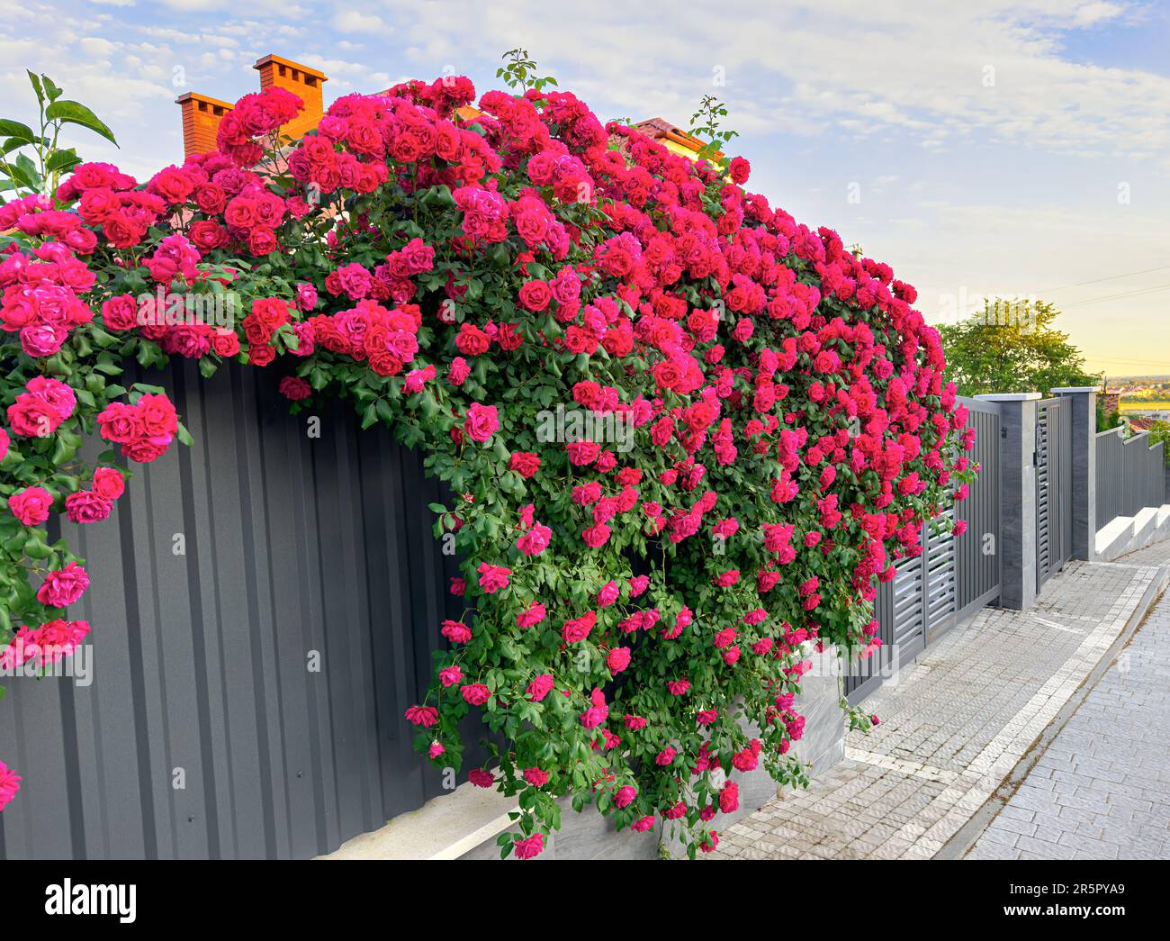 Beautiful rose bush on the fence Stock Photo - Alamy