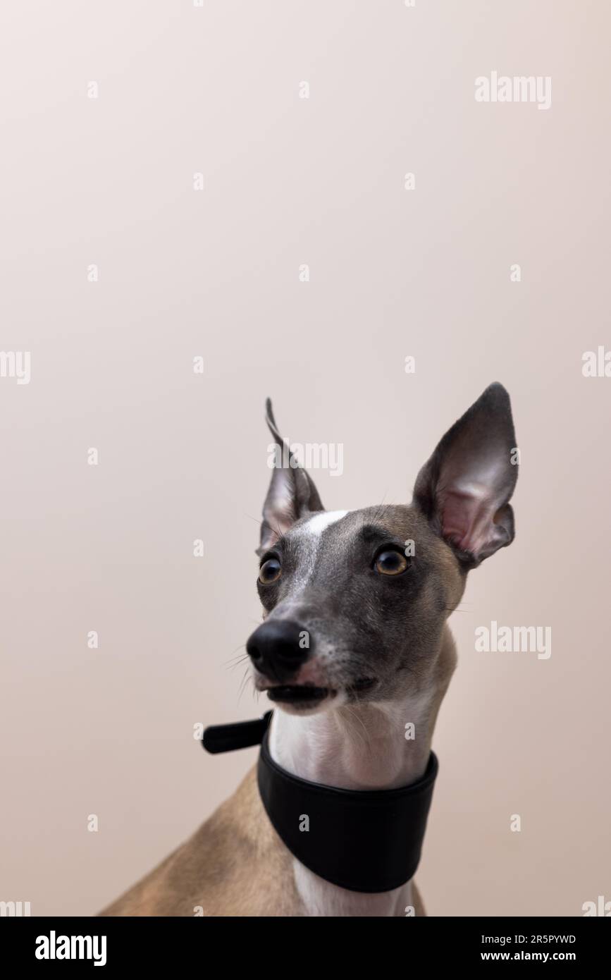 The muzzle of a Whippet dog in a beautiful black leather collar with ...