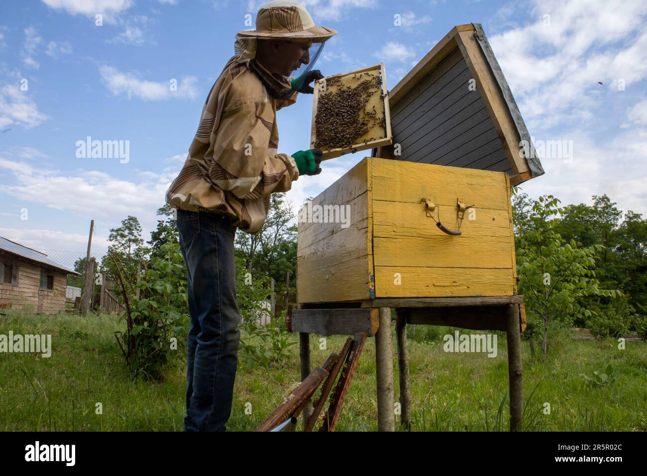 A beekeeper checks the bees in the hive Stock Photo - Alamy