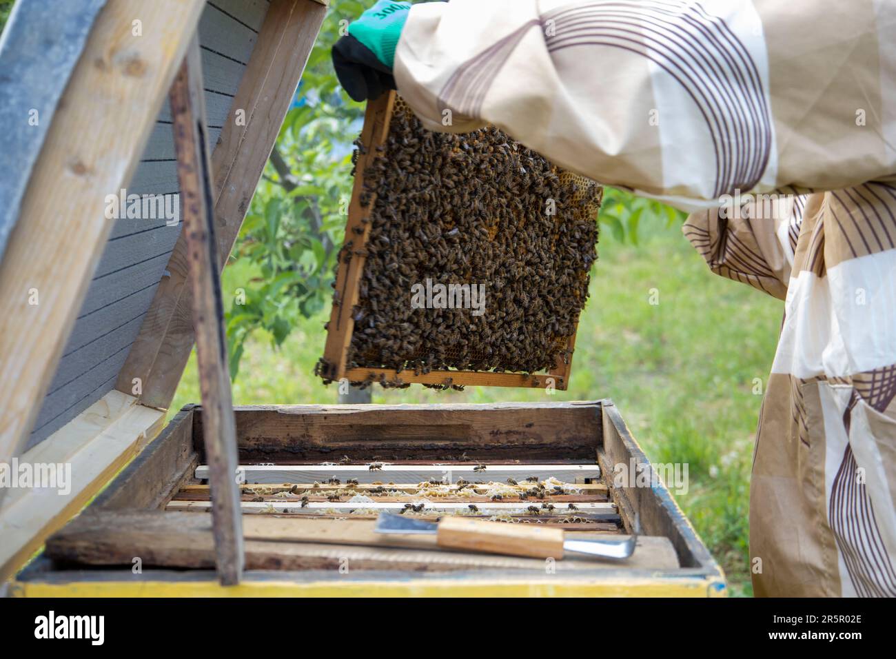 The beekeeper lays frames with honeycombs Stock Photo - Alamy
