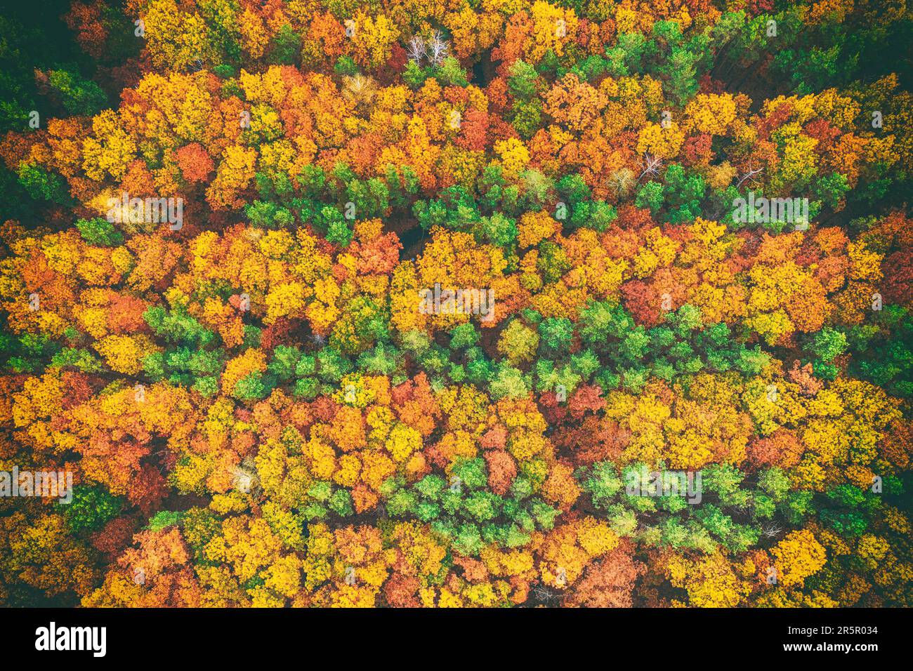 Mixed forest with yellow leaves in autumn from above hi-res stock ...