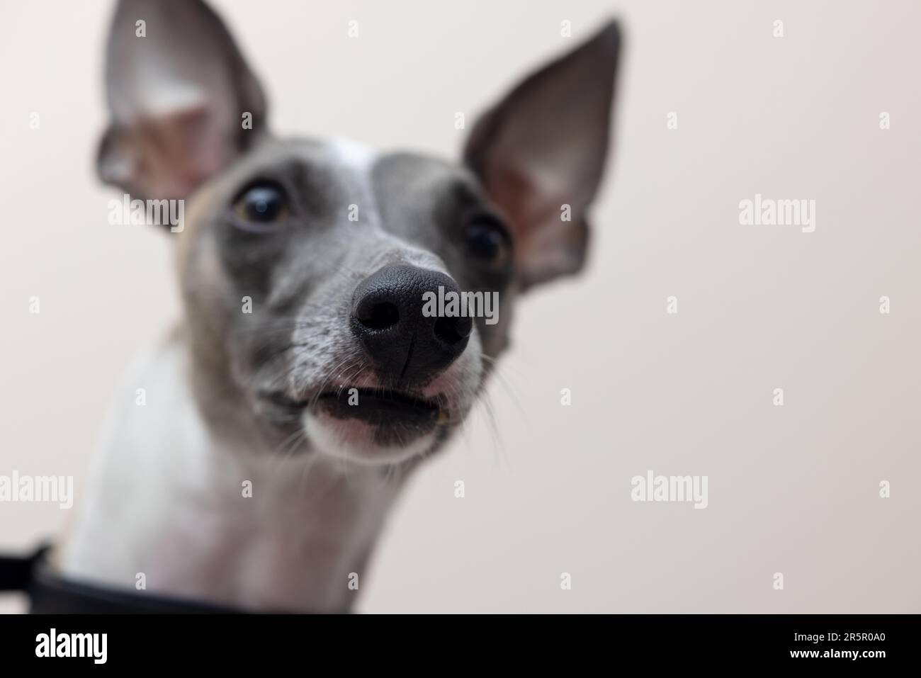 The muzzle of a whippet dog looking into the camera, close-up Stock ...