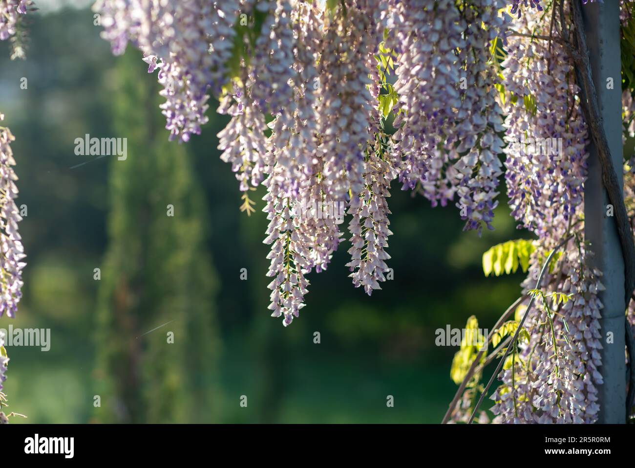 Close up view of beautiful purple wisteria blossoms hanging down from a ...