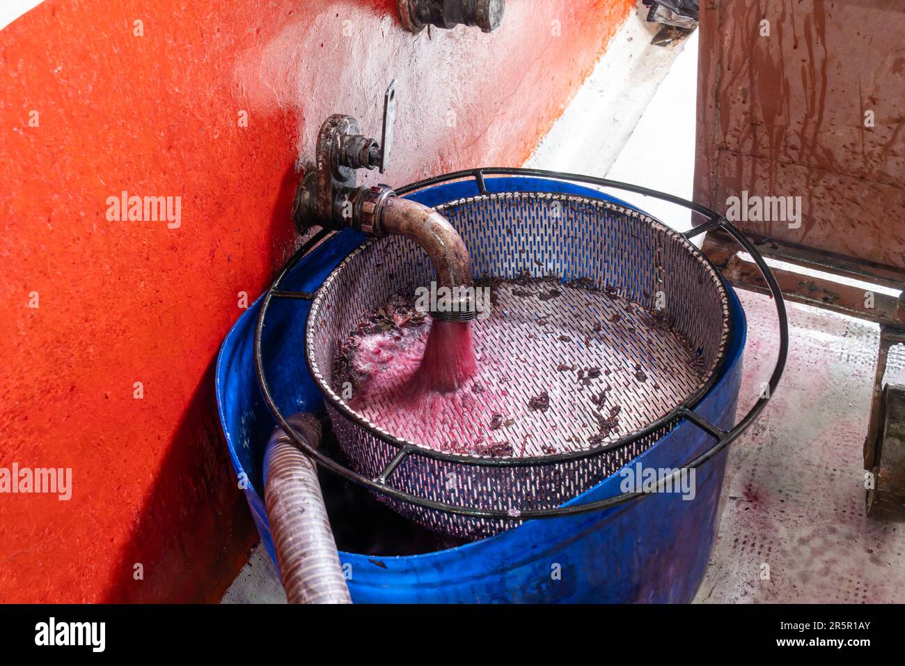 A worker drains fermenting wine for a pump overto recirculate wine at ...