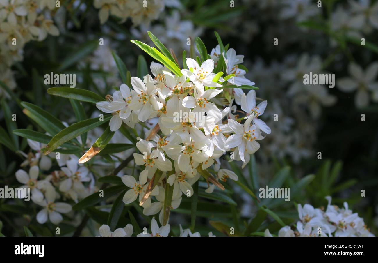 White flowers of Choisya x dewitteana 'Aztec Pearl' Stock Photo - Alamy