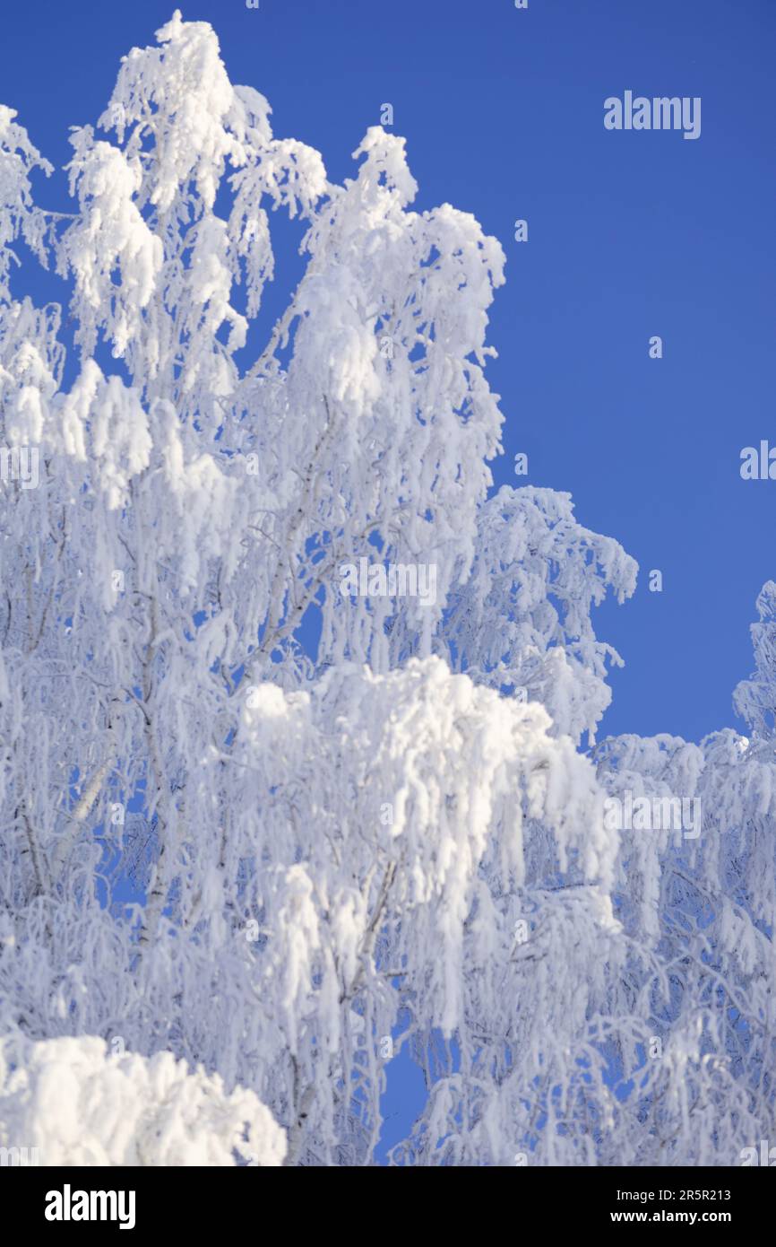 Frost-covered birch branches on a clear frosty sunny day Stock Photo ...
