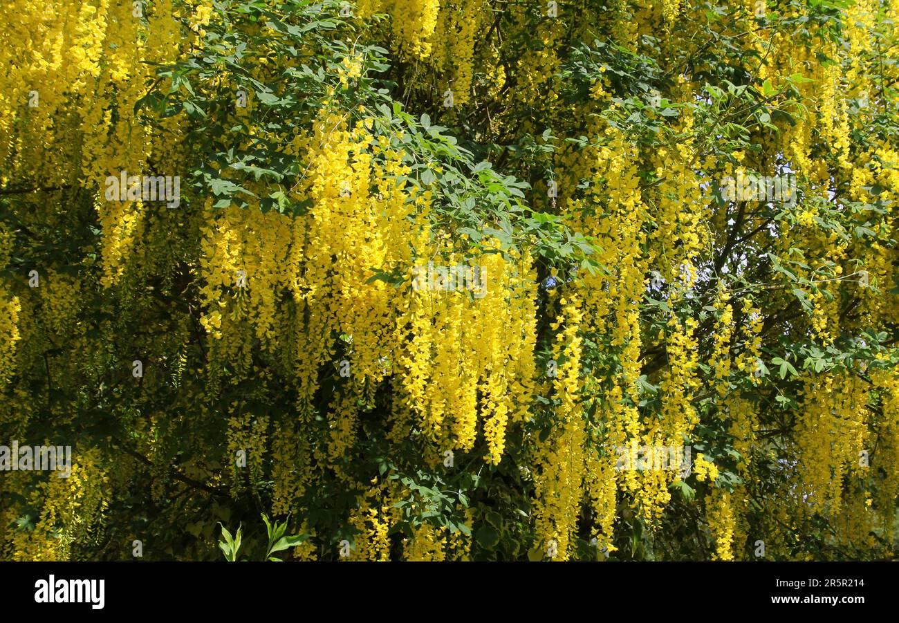 Yellow Laburnum flowers, Golden Chain Tree Stock Photo - Alamy
