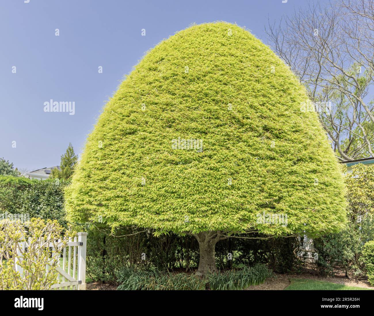 Perfectly shaped tree in the Hamptons Stock Photo - Alamy