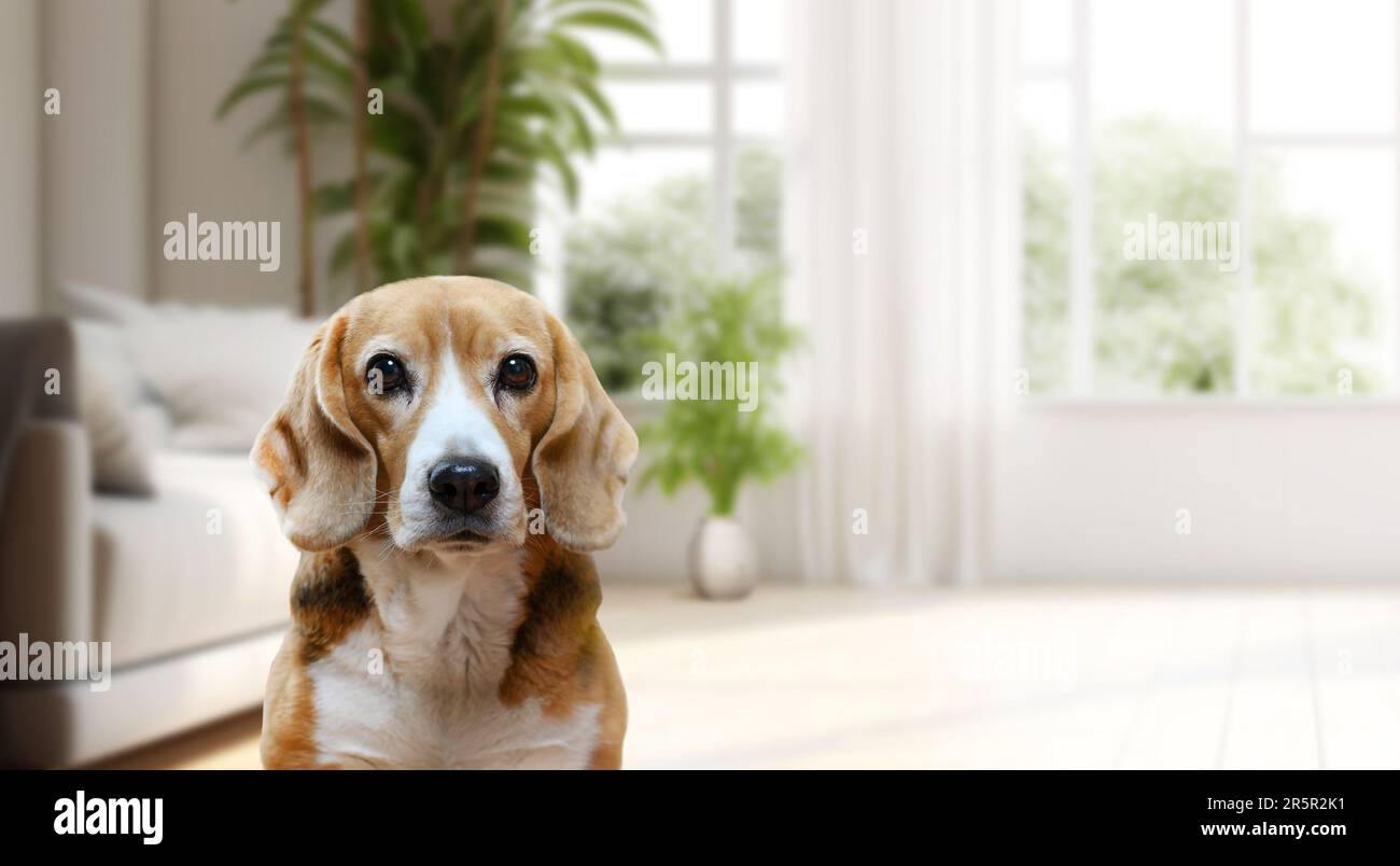 Adorable beagle dog portrait on cozy and light interior background ...