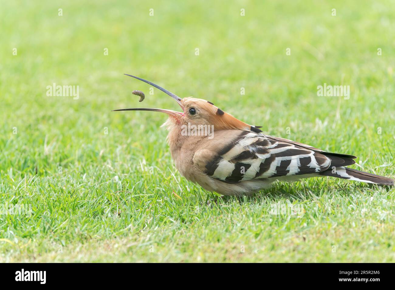 Eurasian hoopoe, Upupa epops, single adult feeding on grub, on short ...