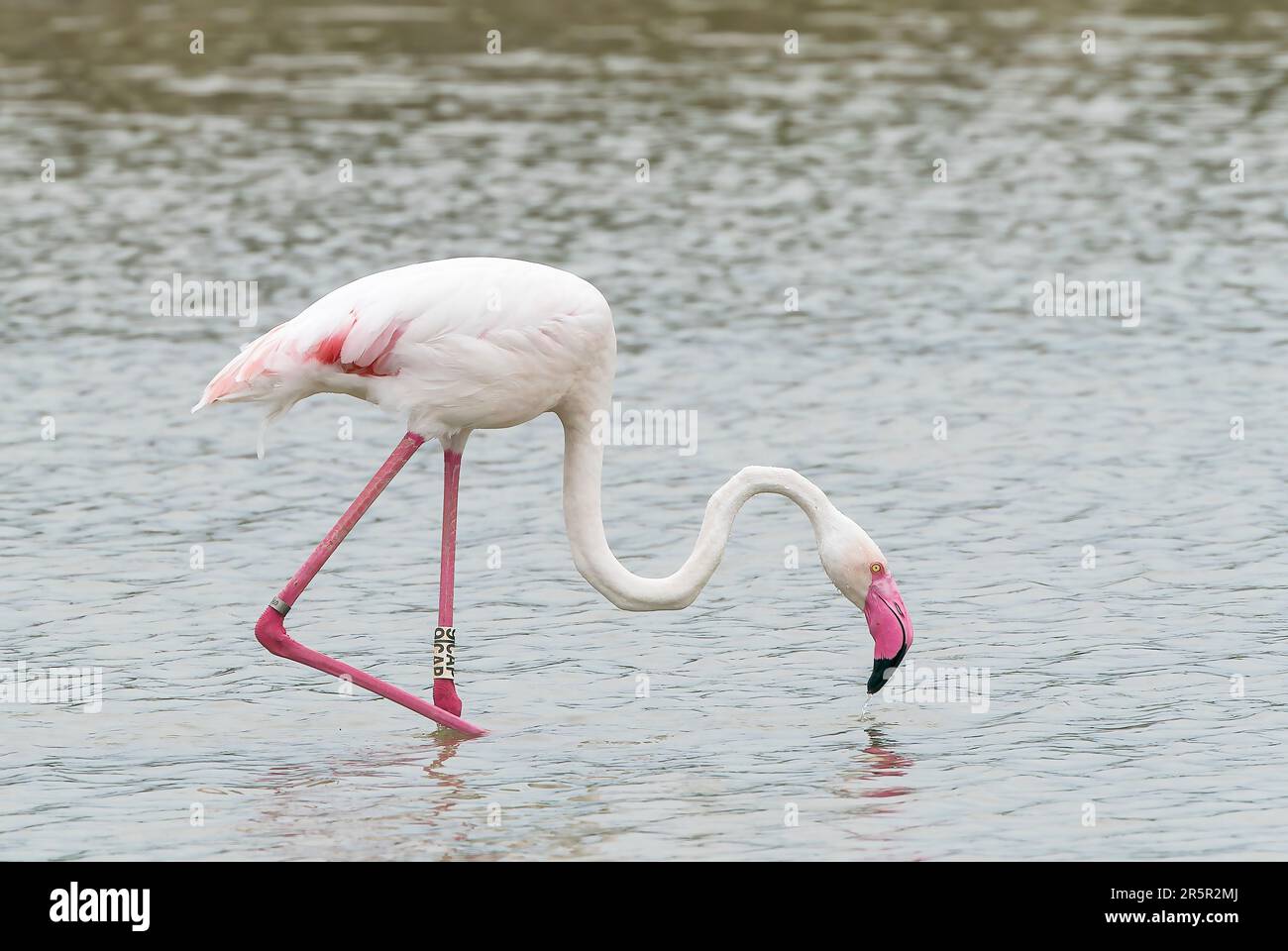 Greater flamingo, Phoenicopterus roseus, single adult with scientific ...