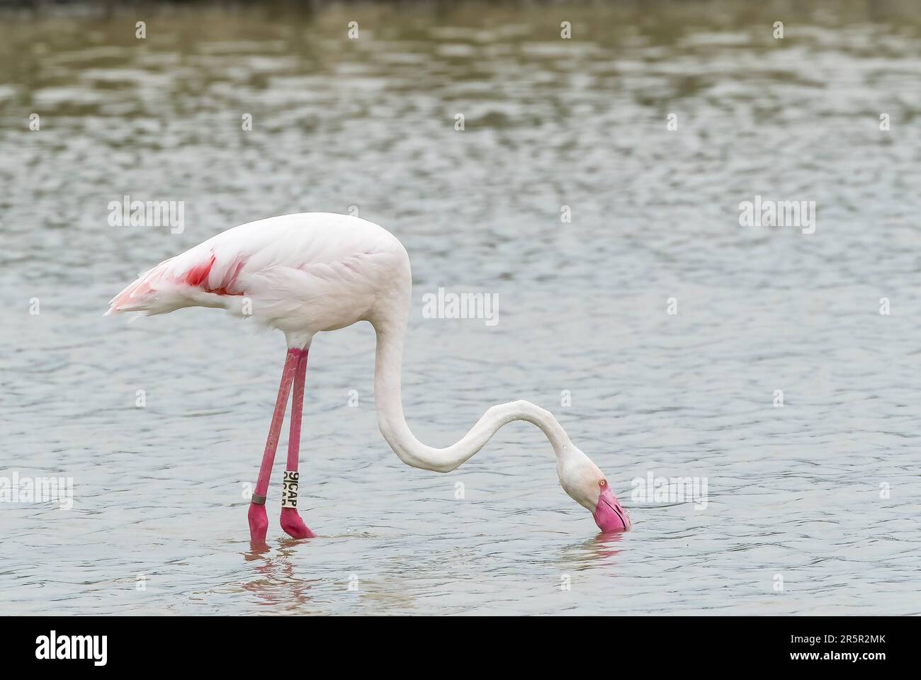 Greater flamingo, Phoenicopterus roseus, single adult with scientific ...