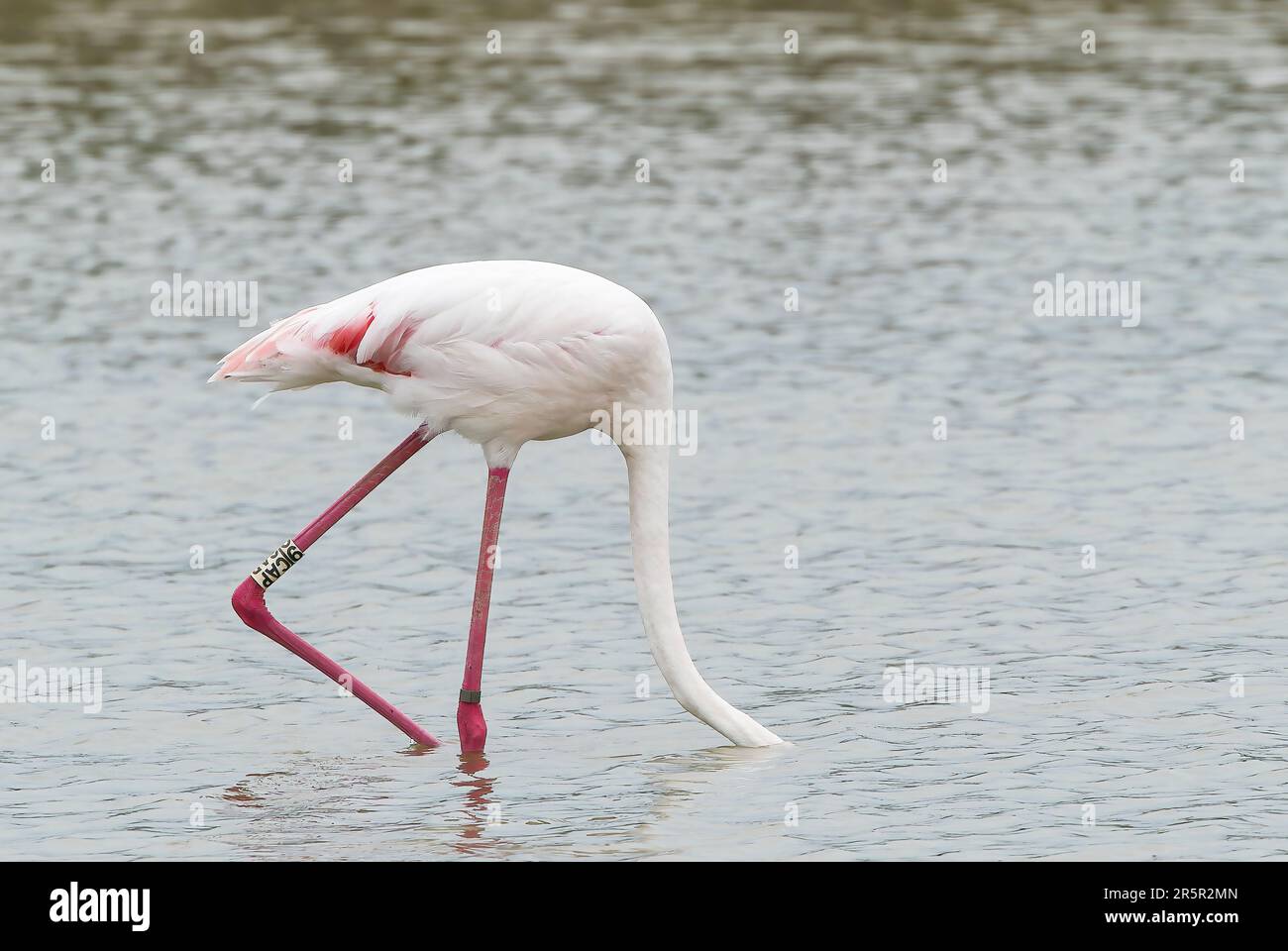 Greater flamingo, Phoenicopterus roseus, single adult with scientific ...