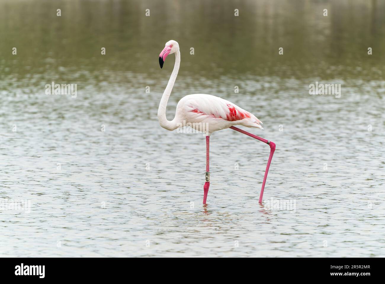 Greater flamingo, Phoenicopterus roseus, single adult with scientific ...