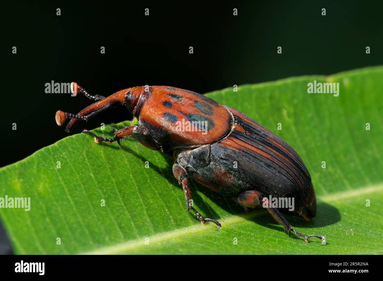 Grasslands palm trees hi-res stock photography and images - Alamy
