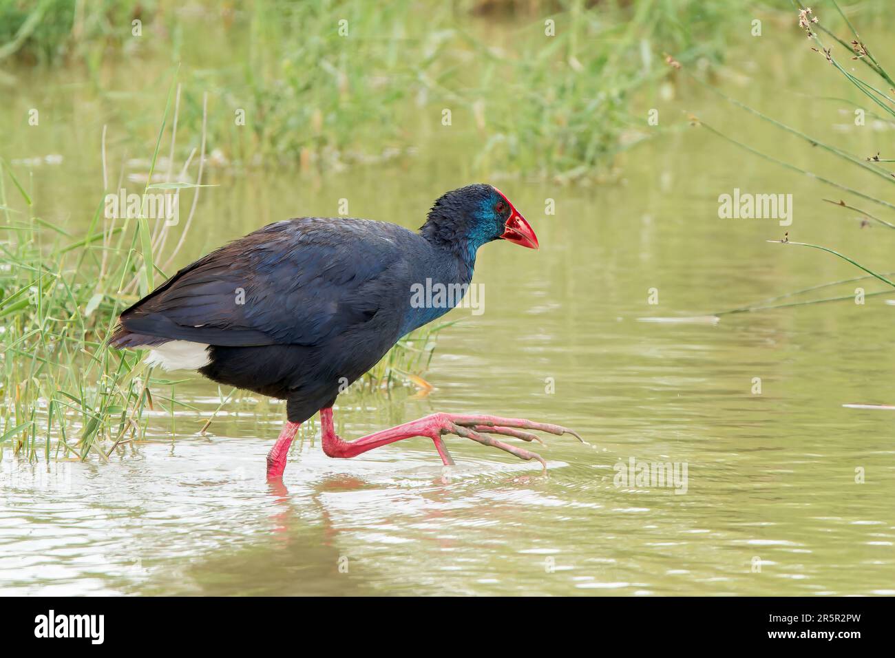 Western Swamphen Porphyrio Porphyrio Single Adult Walking In Shallow