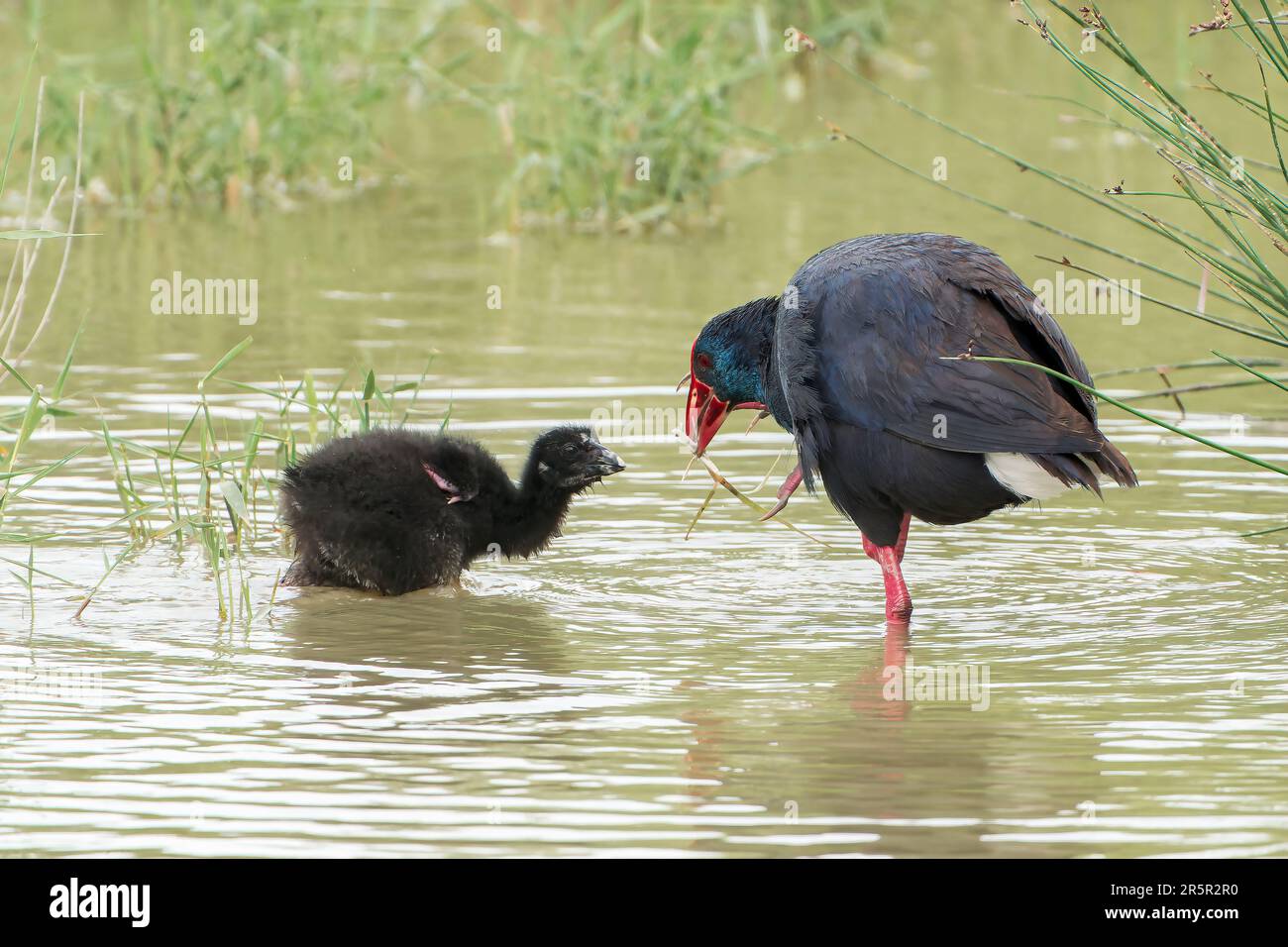 Western Swamphen, Porphyrio porphyrio, single adult feeding chick in ...