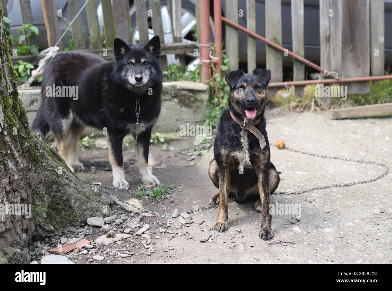 Dogs dog tied up waiting hi-res stock photography and images - Alamy