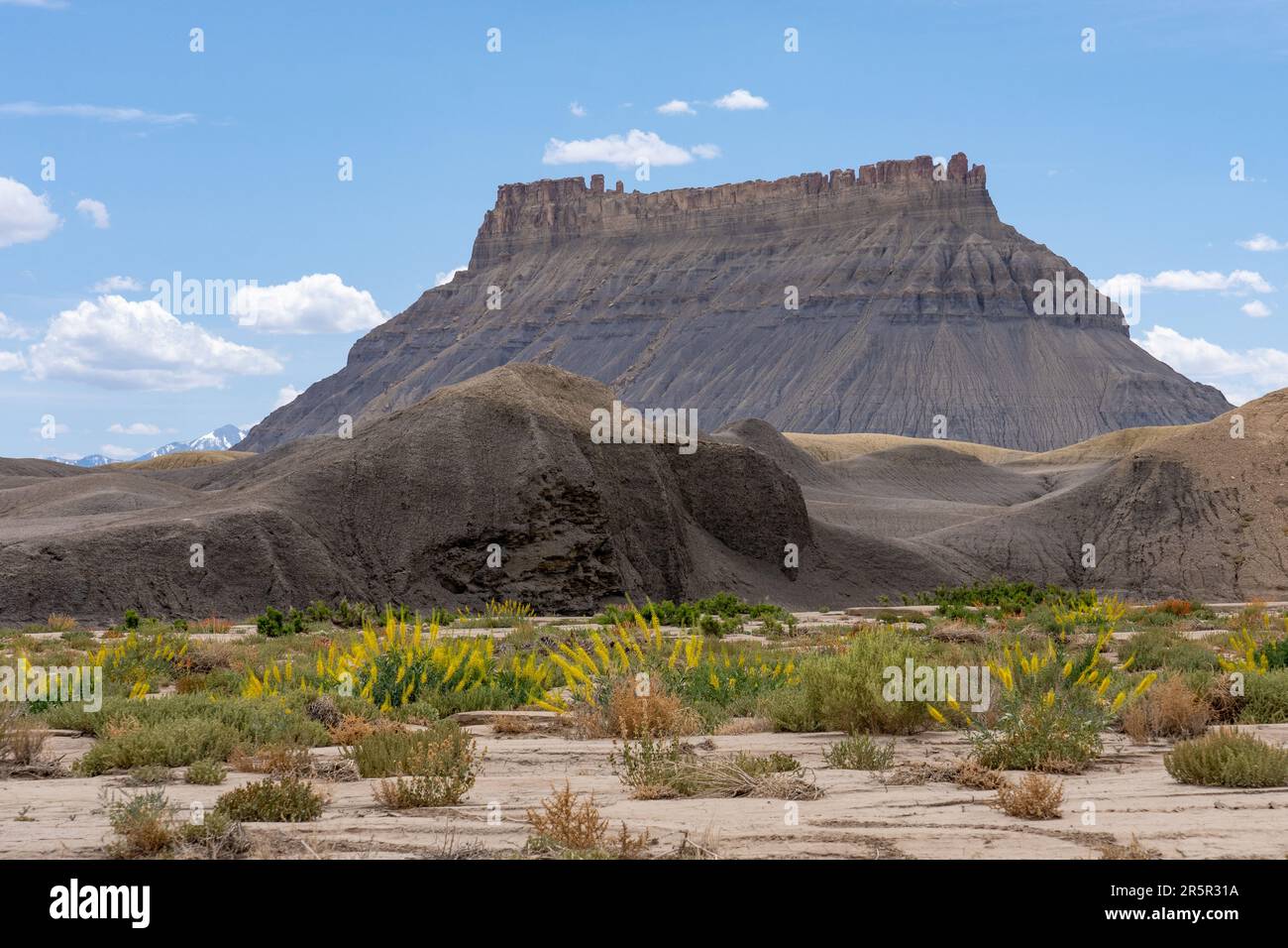 Prince's Plumes in bloom in a wash on the edge of the badlands around ...