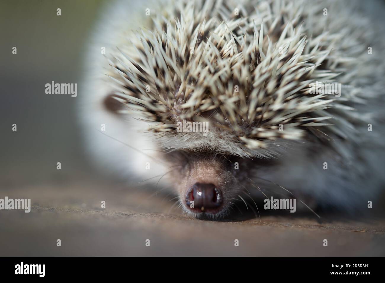 Drooping head hi-res stock photography and images - Alamy